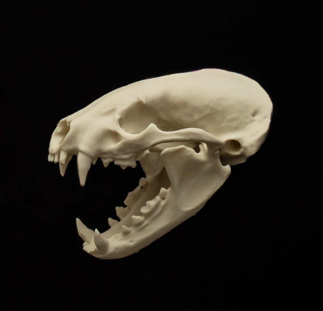 European Badger Skull Replica – Life Size Hinged Jaw Meles Meles Model ...