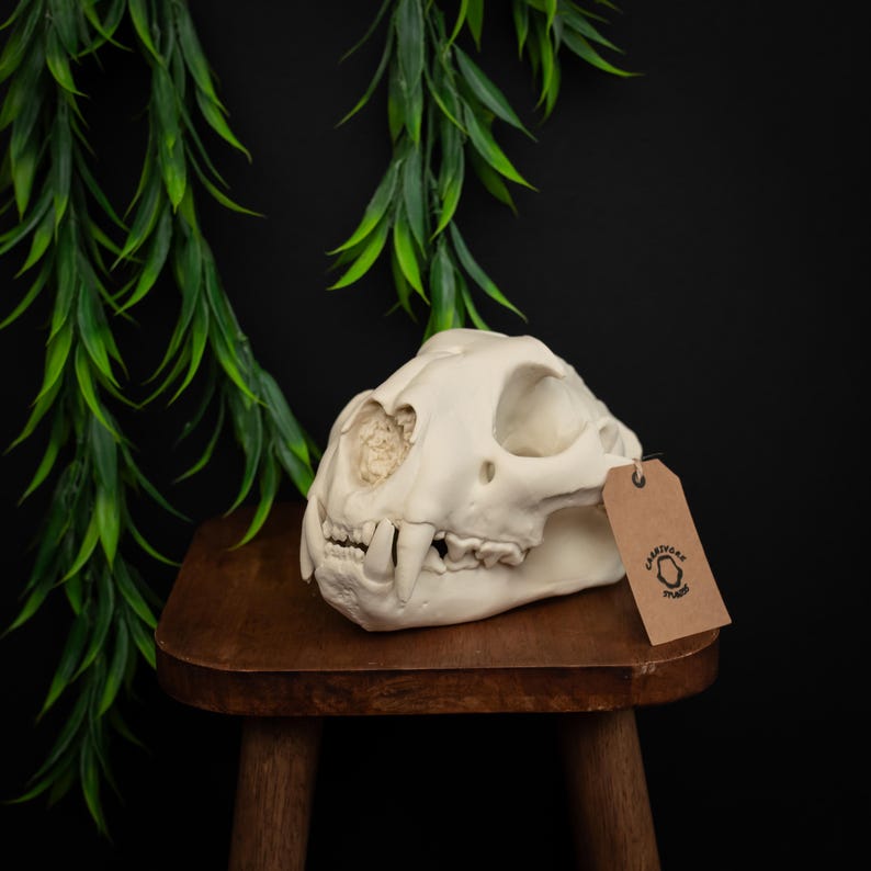 Cougar Skull Replica: Mountain Lion Anatomy Model, Oddities Decor - Etsy