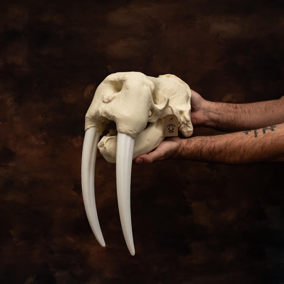 Walrus Skull Huge Lifesized Replica | Bone Skull With White Tusks ...
