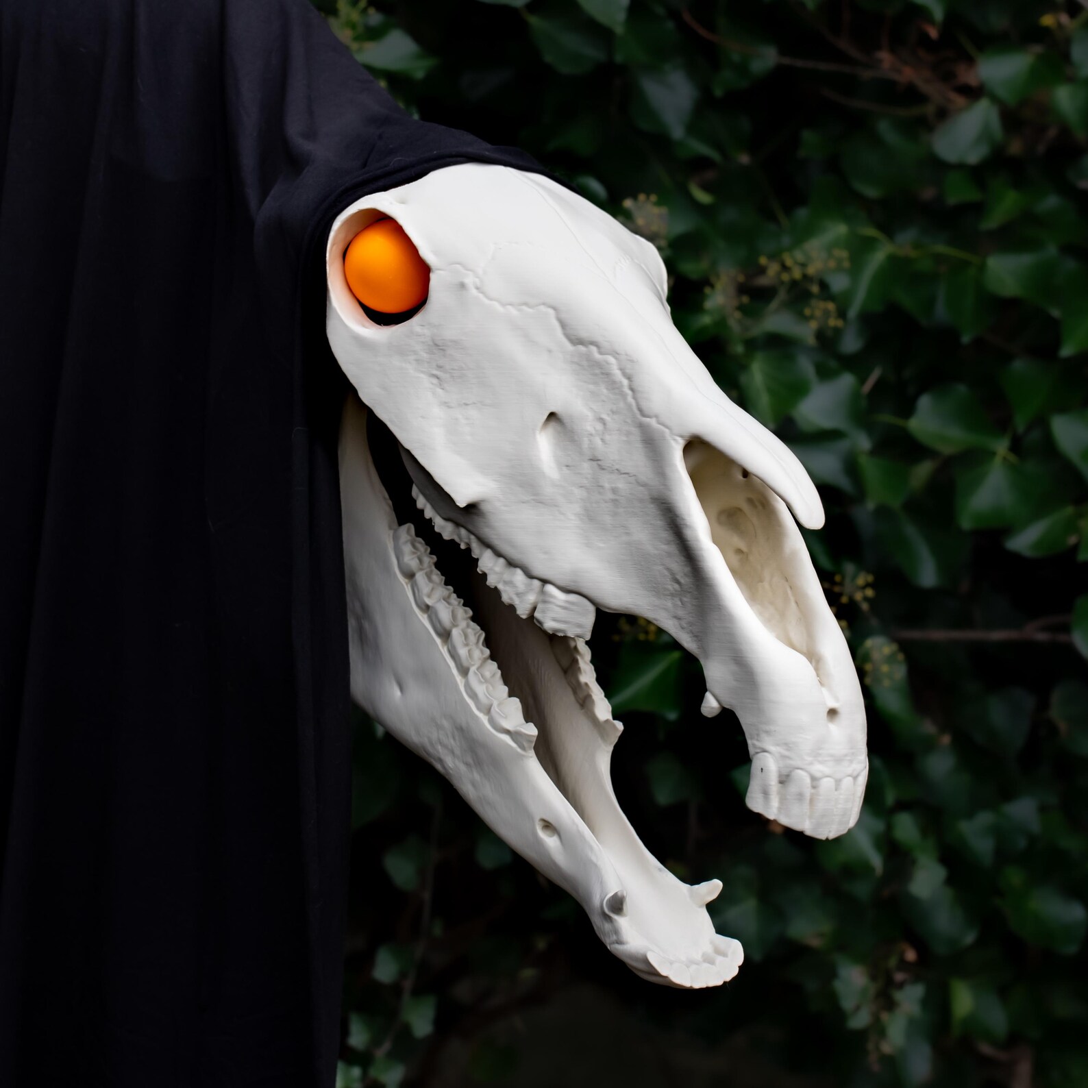 Mari Lwyd Skull Replica Welsh Folk Horse Skull Hinged Jaw Costume Prop ...