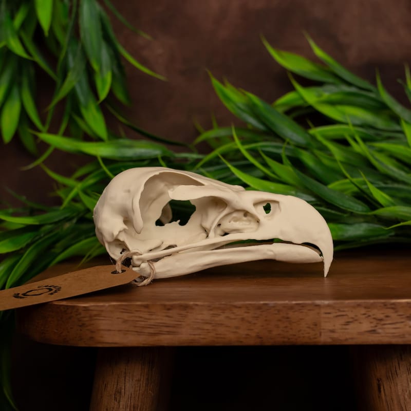 Raptor Skull Model - Etsy UK