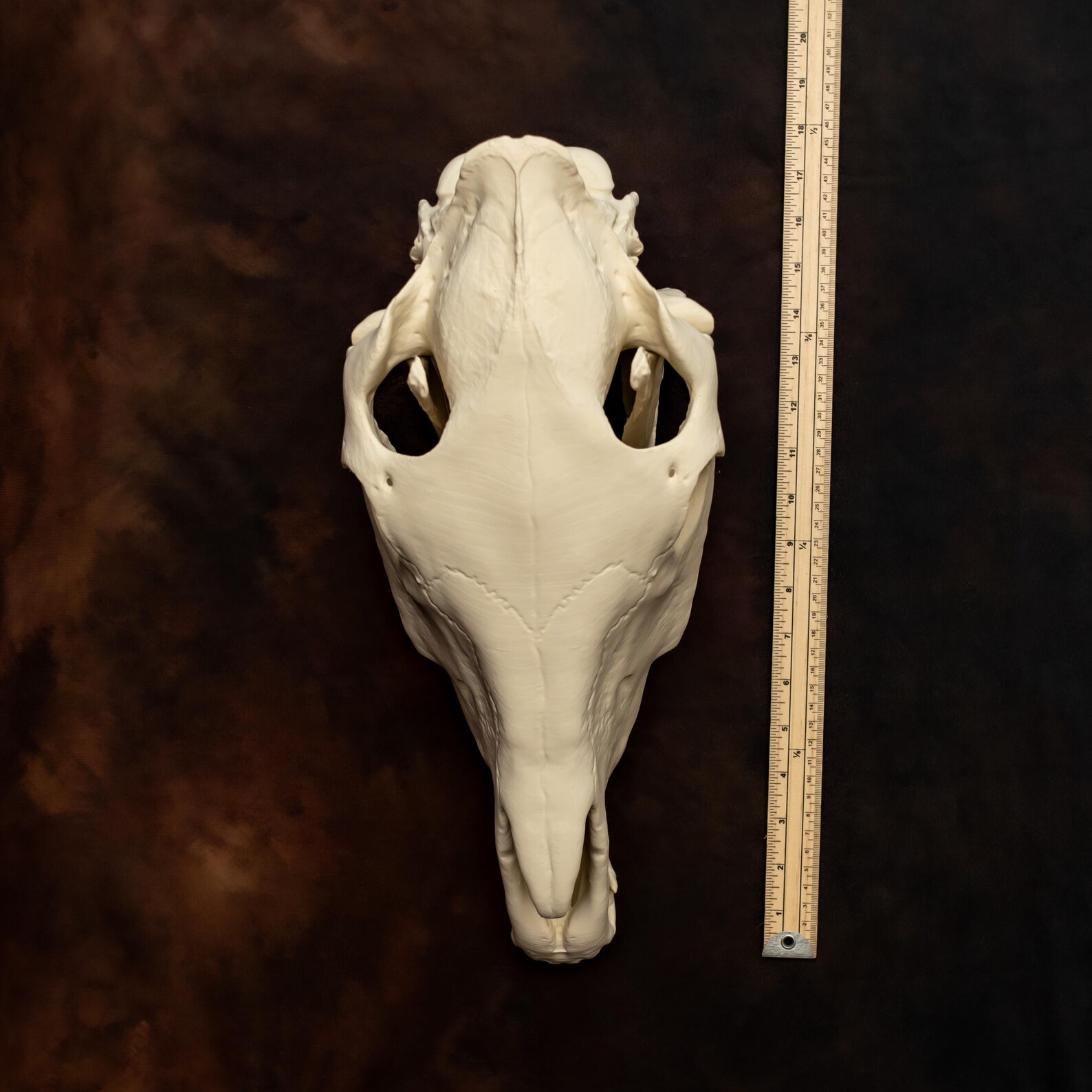 Mari Lwyd Skull Replica Welsh Folk Horse Skull Hinged Jaw Costume Prop ...