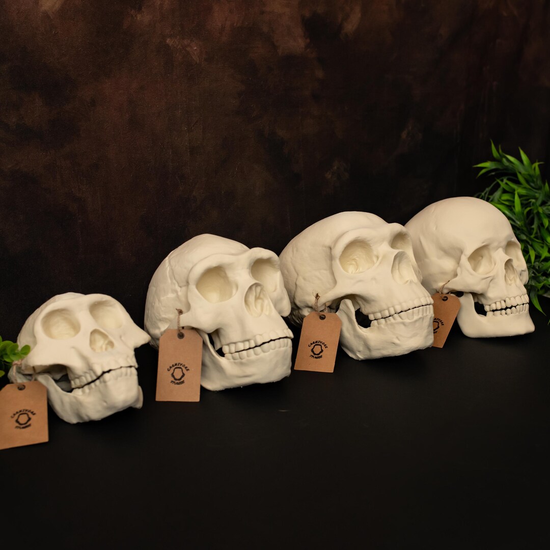 Human Skull Evolution Set – 4 Replica Skulls (lucy to Modern Human ...
