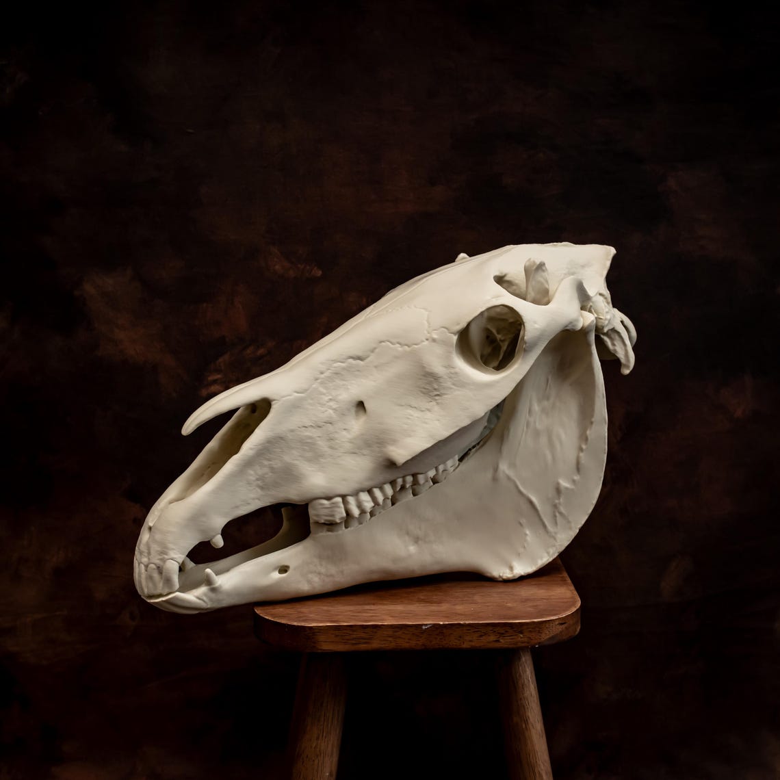 Mari Lwyd Skull Replica Welsh Folk Horse Skull Hinged Jaw Costume Prop ...
