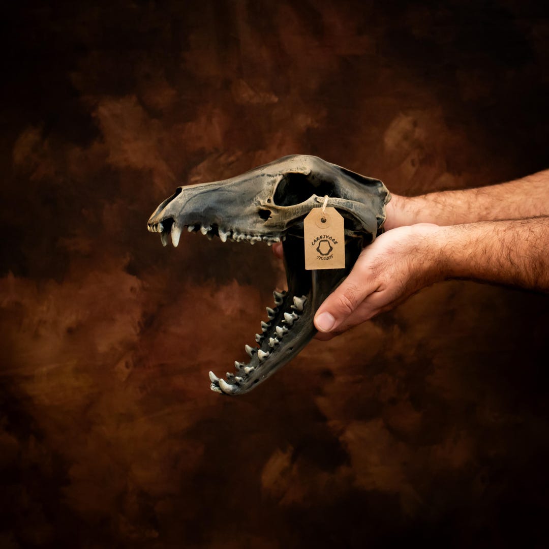 Thylacine Skull Painted Fossil Lifesize Replica Handmade Model Prop - Etsy
