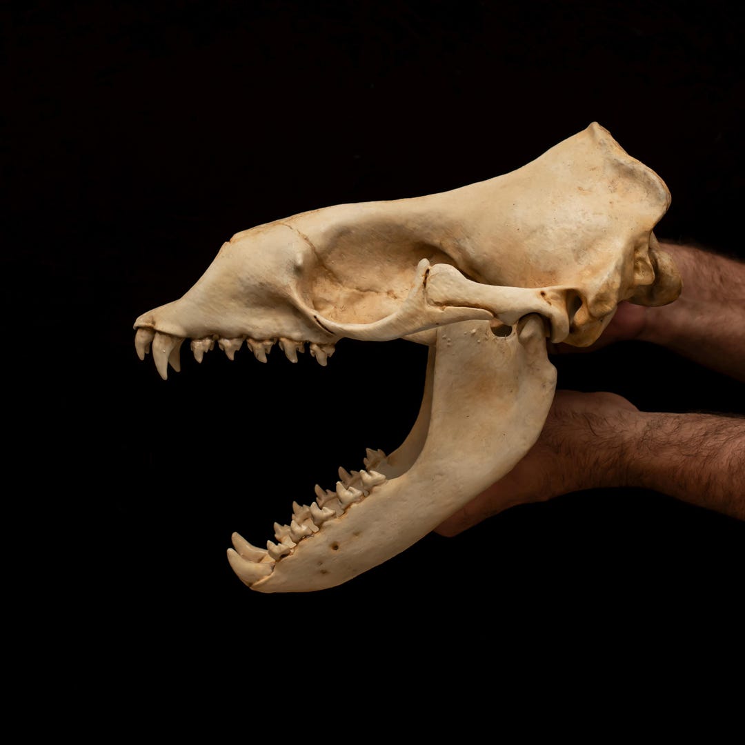 Leopard Seal Skull Replica, Marine Mammal Skull Decor, Ethical ...