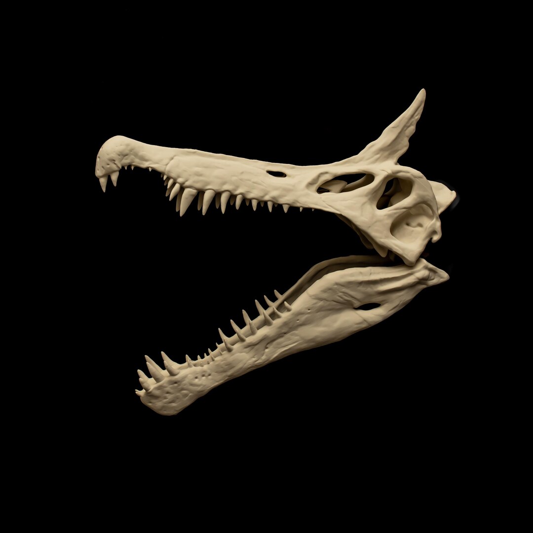 Spinosaurus Mirabilis Skull Replica – Crested Dinosaur Skull Model – 17 ...