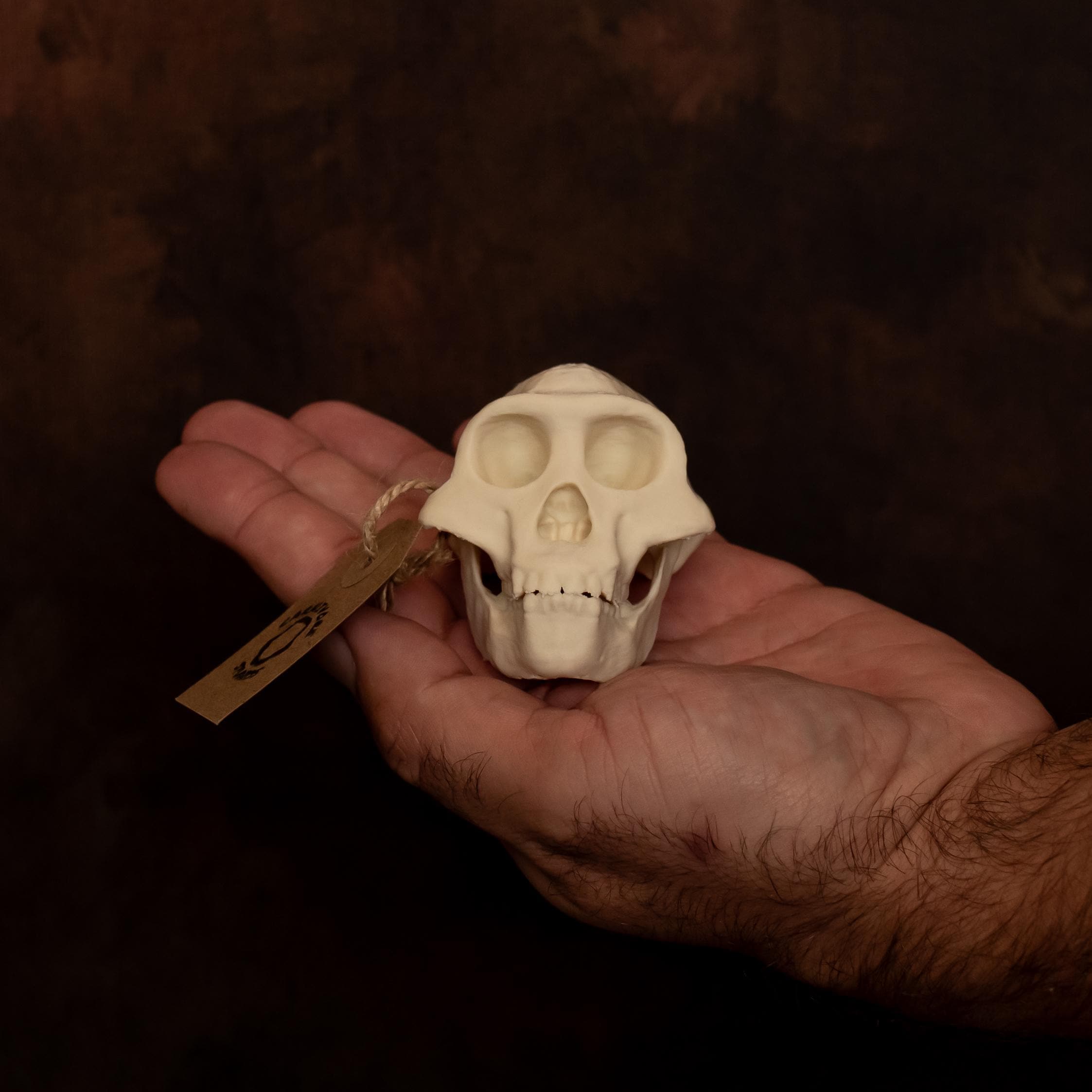 Human Evolution Skull Set | Scaled Anthropology Collection | Museum ...