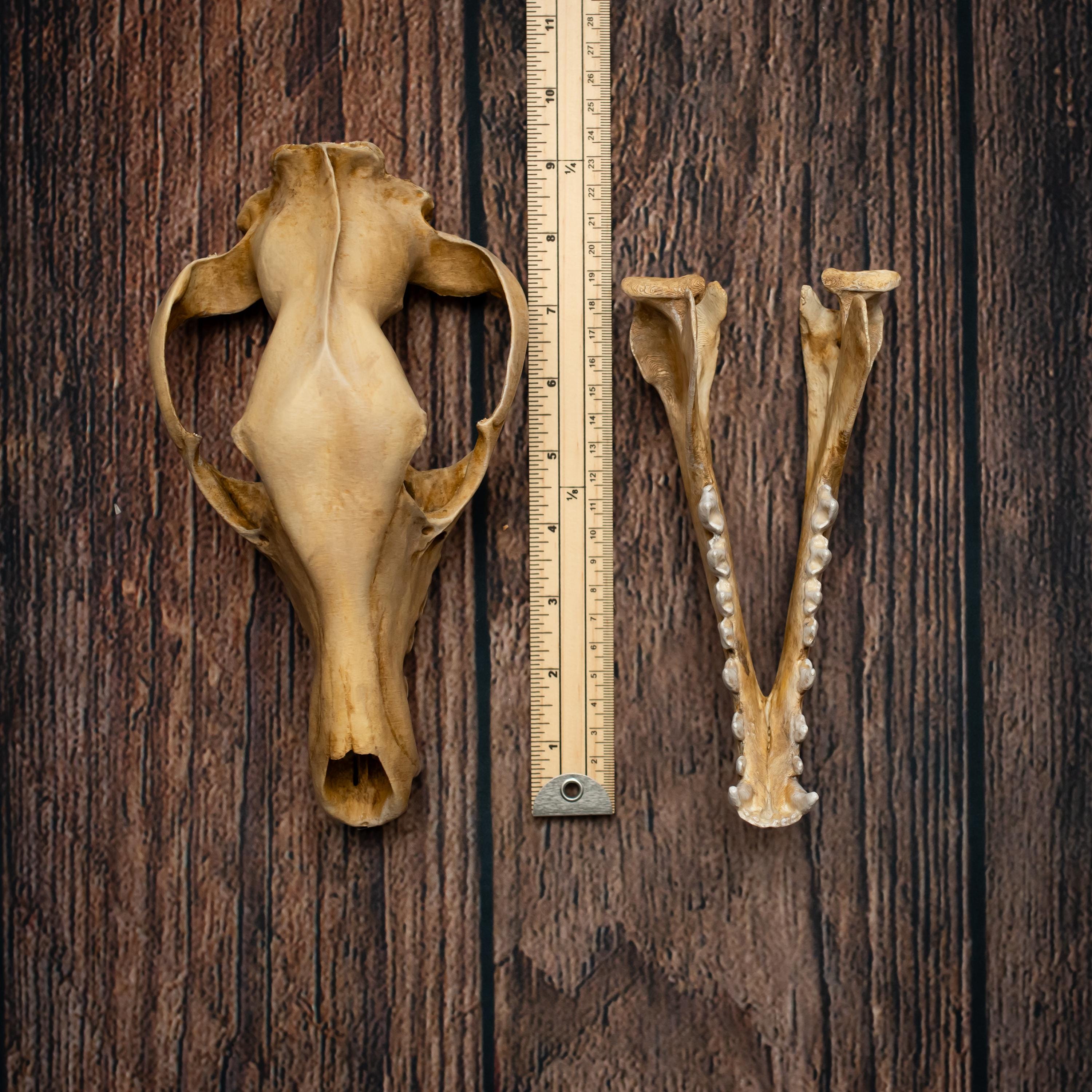 Hand-painted Thylacine Skull Life-size Realistic Replica | 9" Museum ...