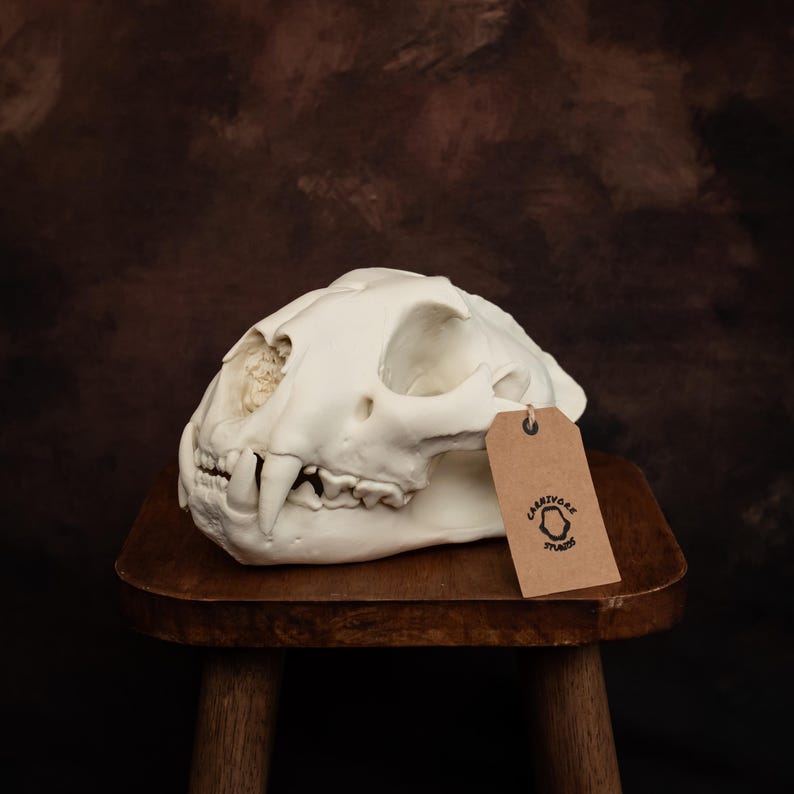 Cougar Skull Replica: Mountain Lion Anatomy Model, Oddities Decor - Etsy