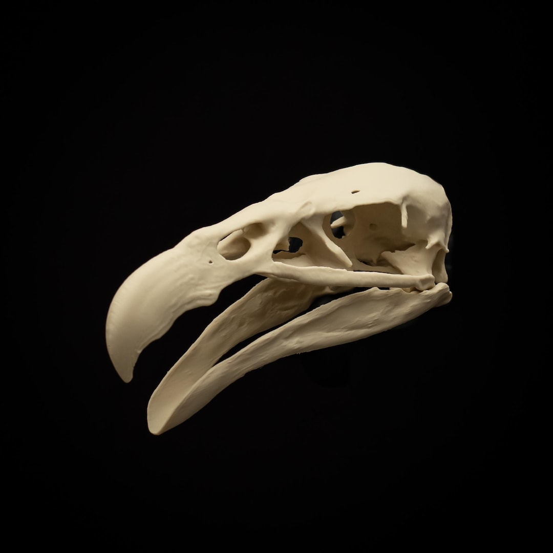 Condor Skull Replica 16cm Vulture Bird Skull Taxidermy Natural History ...