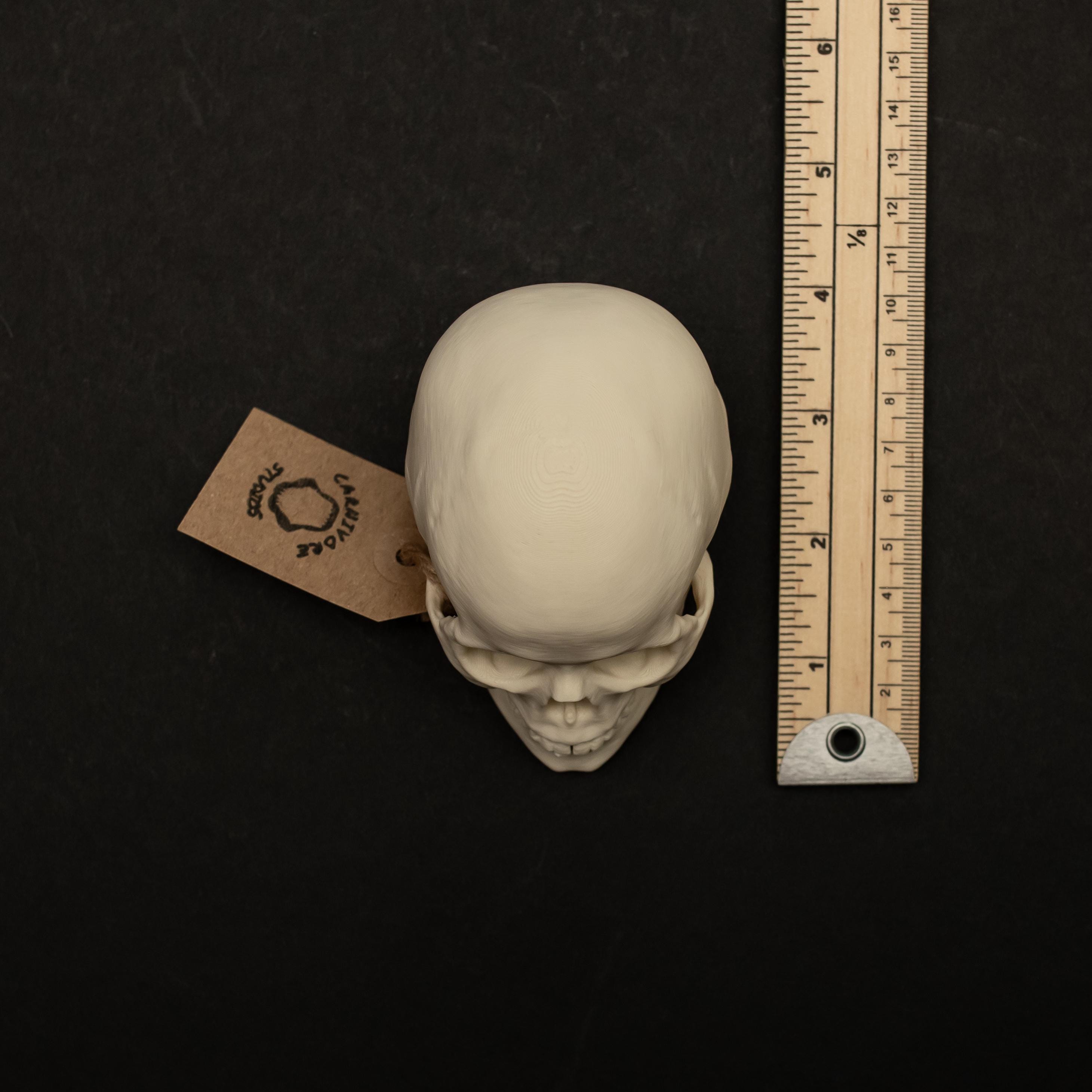 Human Evolution Skull Set | Scaled Anthropology Collection | Museum ...