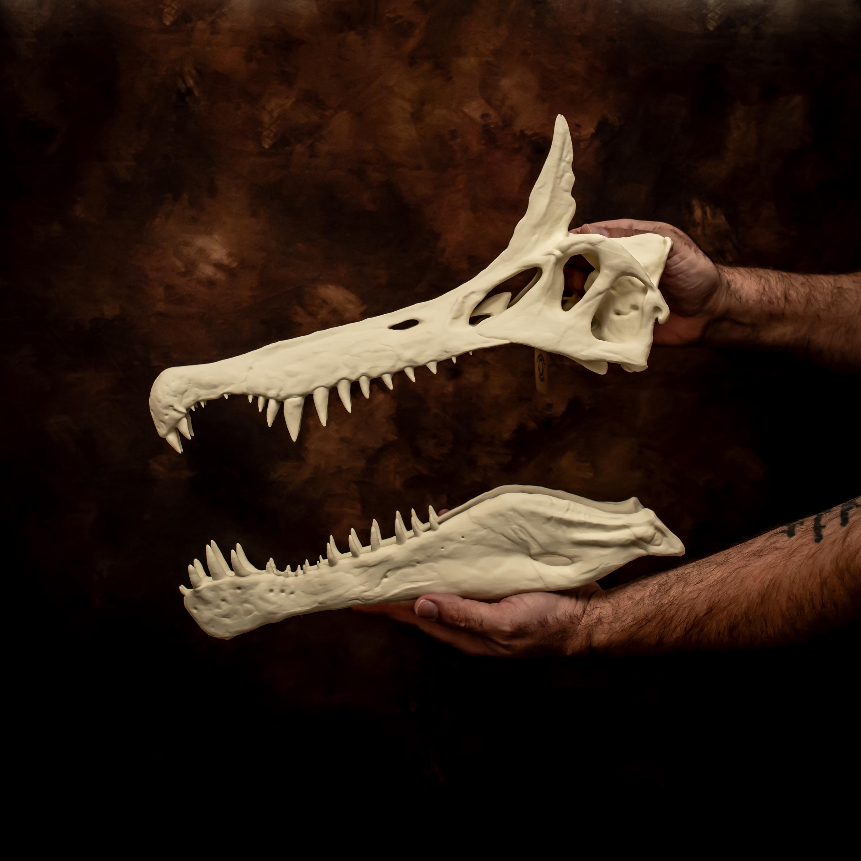 Spinosaurus Mirabilis Skull Replica – Crested Dinosaur Skull Model – 17 ...