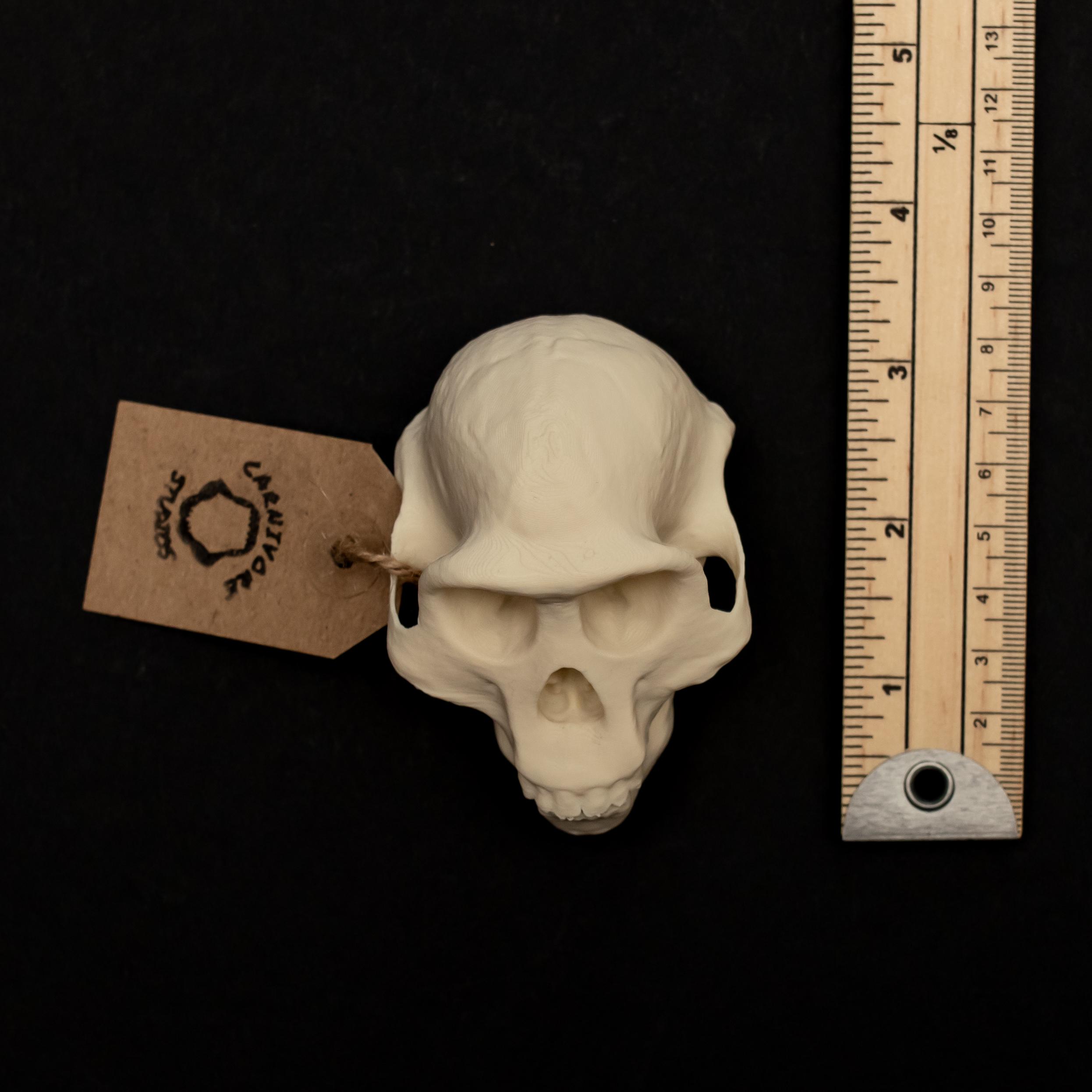 Human Evolution Skull Set | Scaled Anthropology Collection | Museum ...