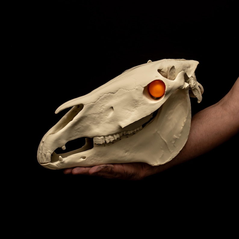 Mari Lwyd Skull Replica Welsh Folk Horse Skull Hinged Jaw Costume Prop ...