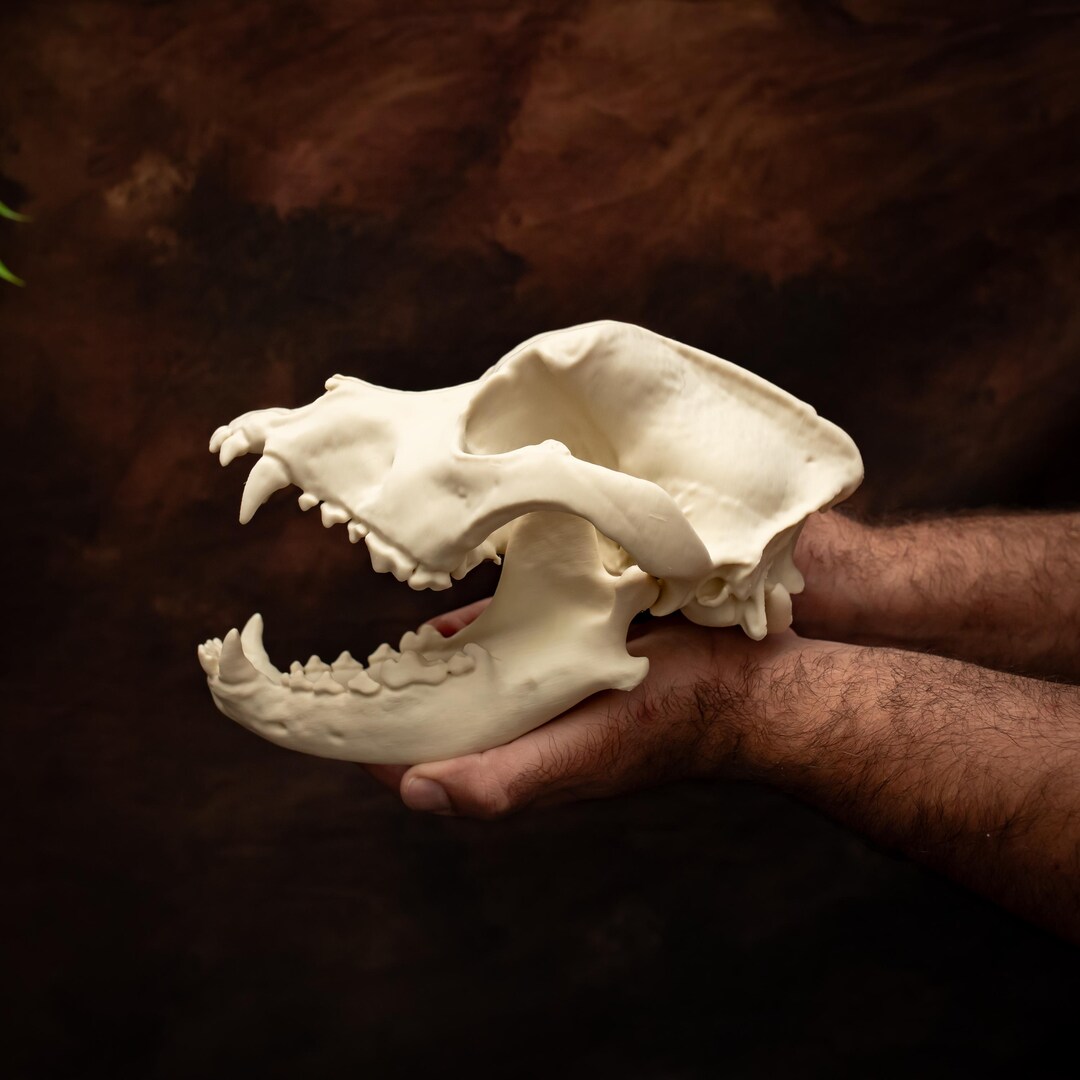 Dog Skull Replica Large Mastiff Cane Corso Presa Canario Canine Skull ...