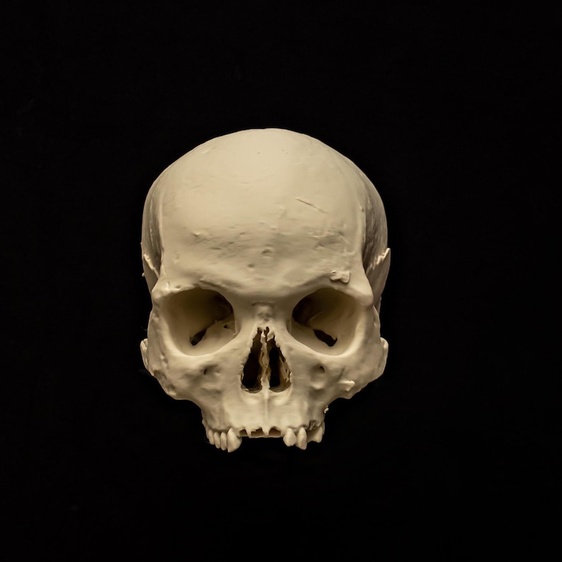 Human Skull Replica Life Size Anatomical Model Real Scan Hollow ...