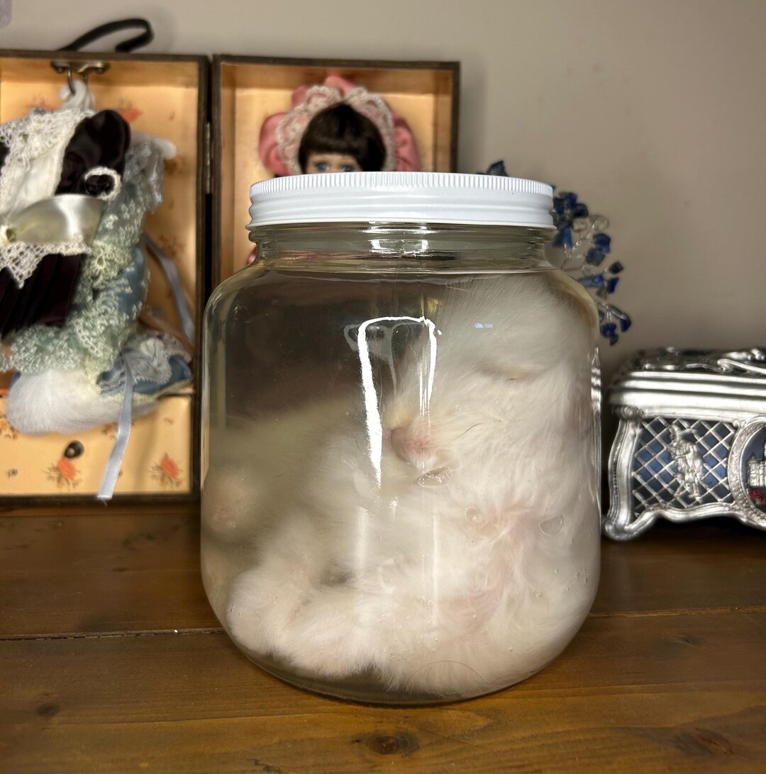 Preserved White Rabbit (oryctolagus Cuniculus) Wet Specimen in Half ...