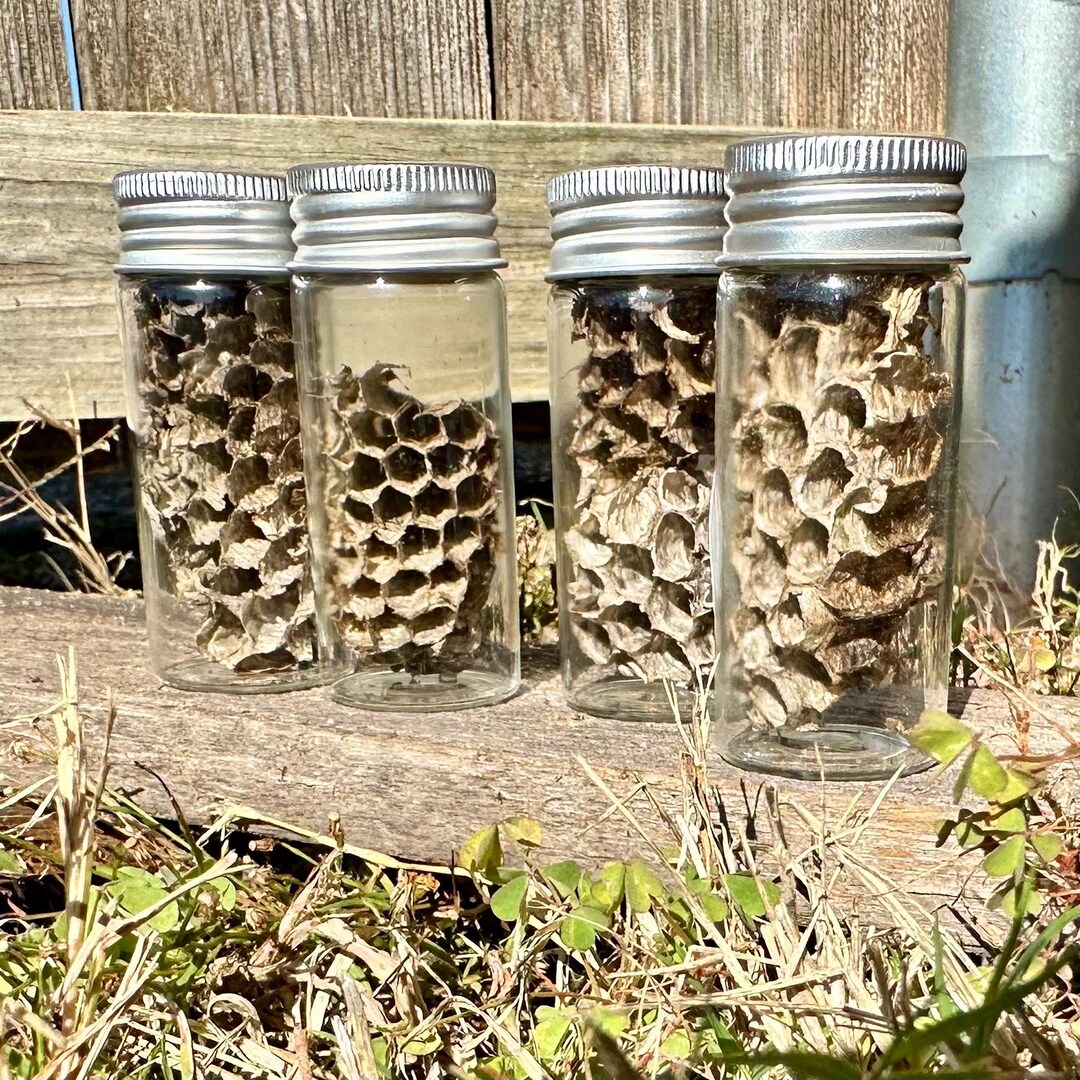 Bottled Curiosity Fragments From Found Paper Wasp Nests in a Vial With ...
