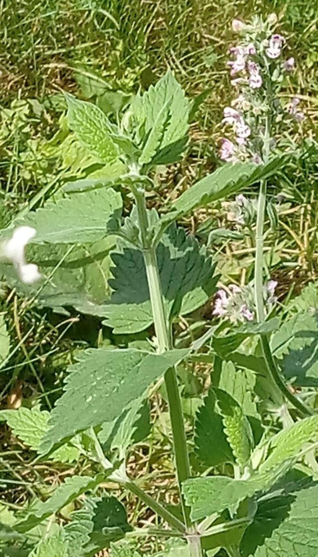 Potent Homegrown Catnip, Dried Leaves Flowers Herbs, NYS Helderberg ...