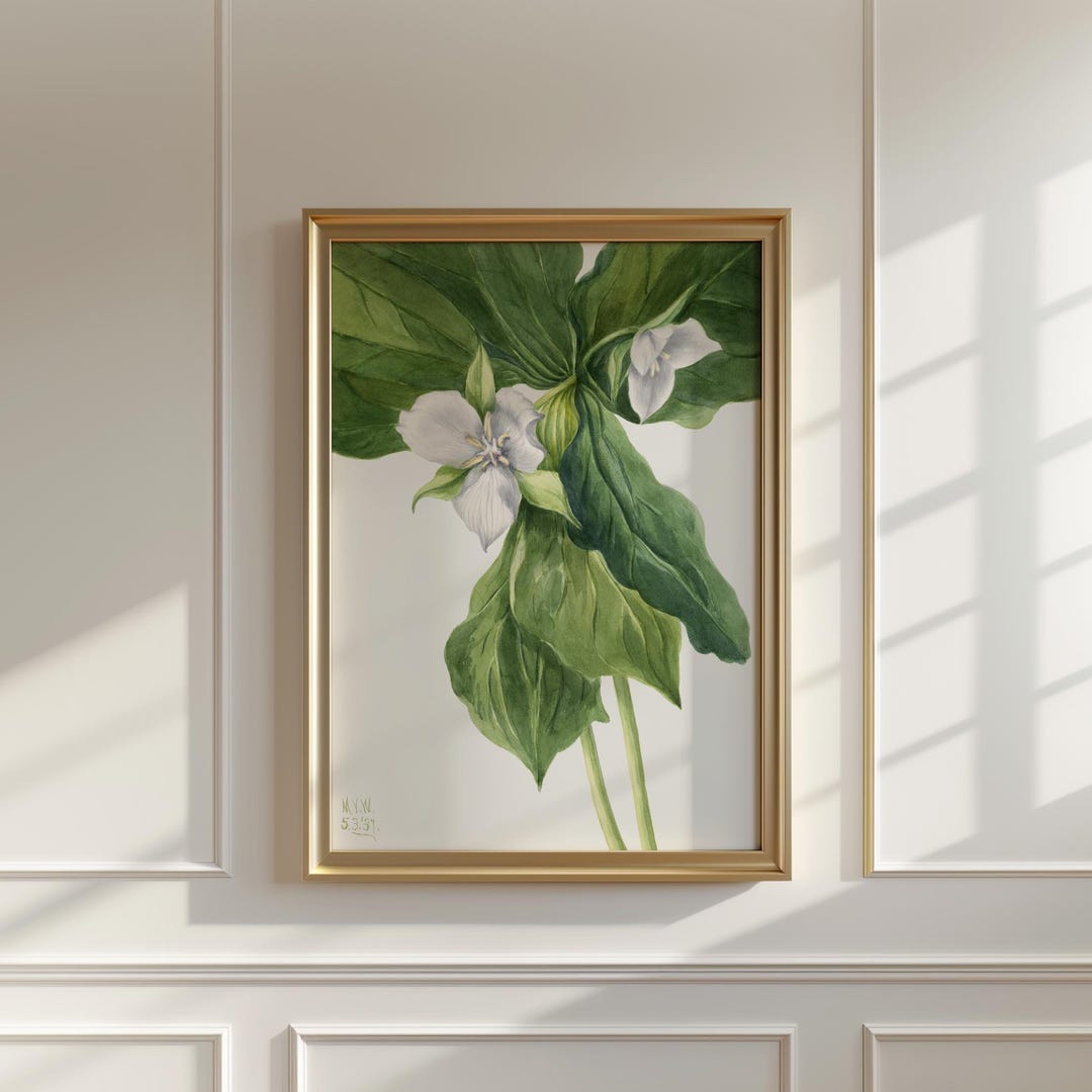 Vintage Wake-robin Floral Print | Mary Vaux Walcott Antique Botanical ...