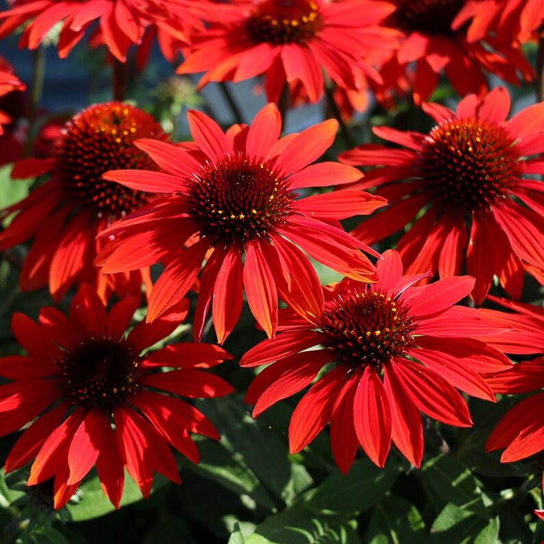 Echinacea Live Plant Plugs - Coneflower Starter Plants - Hardy ...