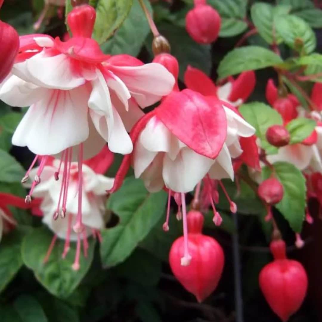 Set 2 Fuchsia ‘swingtime’ Live Plug Plant - Trailing Red & White ...