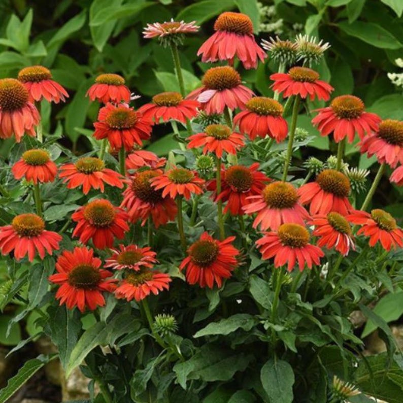 Echinacea Live Plant Plugs - Coneflower Starter Plants - Hardy ...