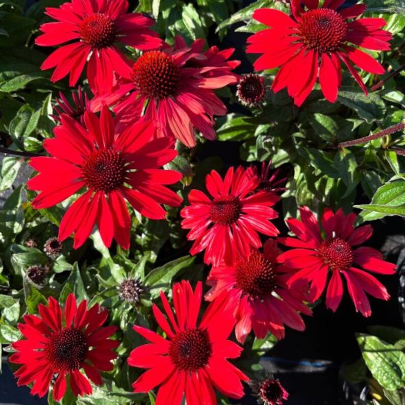 Echinacea Live Plant Plugs - Coneflower Starter Plants - Hardy ...