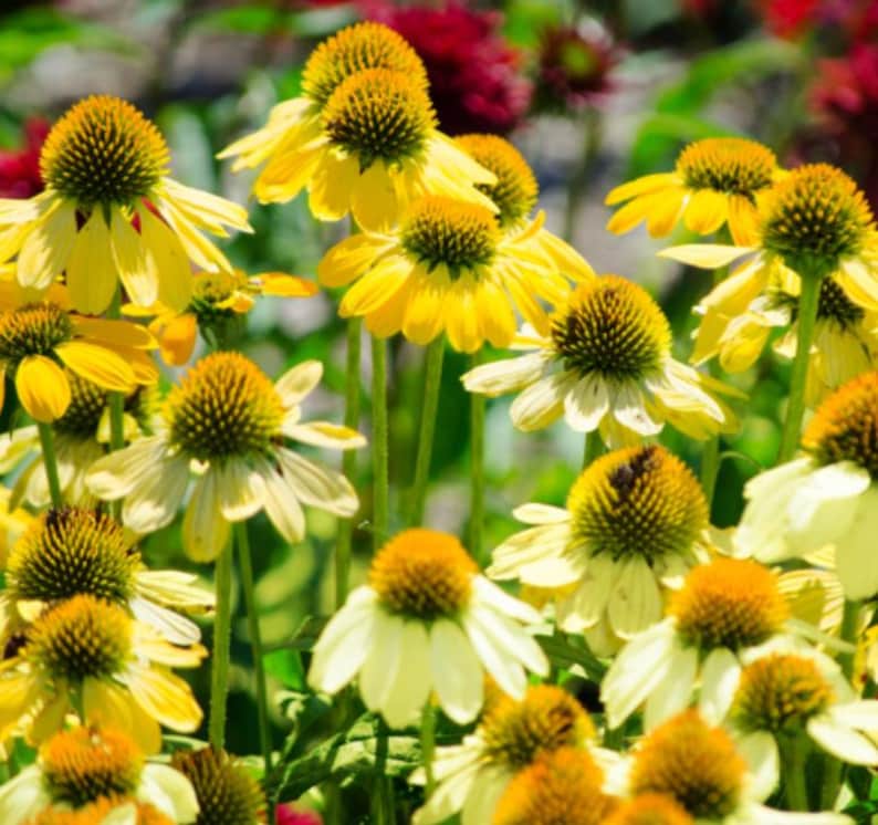 Echinacea Live Plant Plugs - Coneflower Starter Plants - Hardy ...