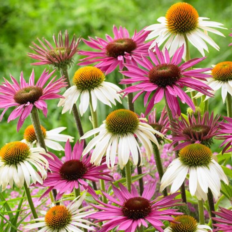 Echinacea Live Plant Plugs - Coneflower Starter Plants - Hardy ...