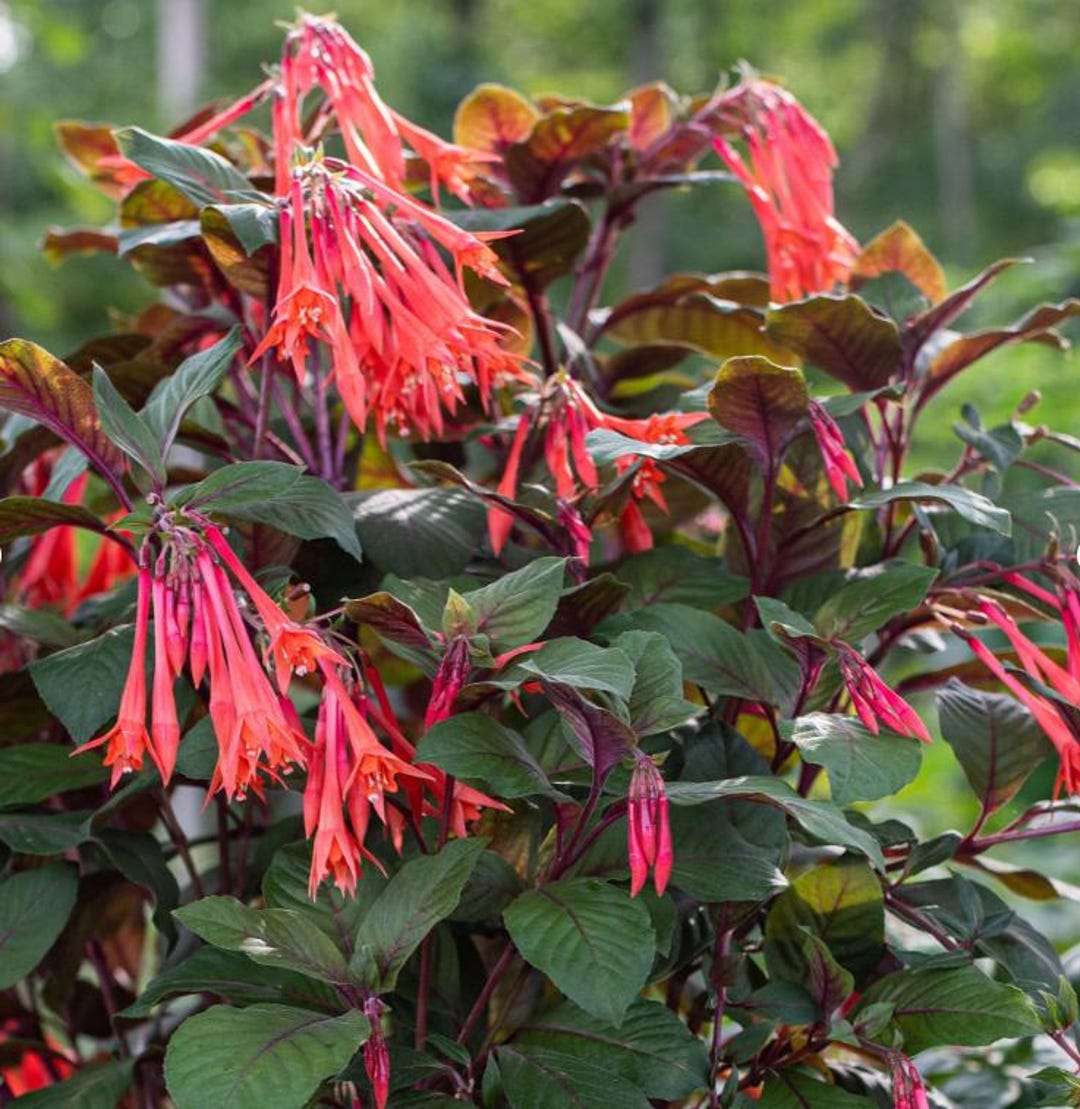 Fuchsia Gartenmeister Live Plant Plug - 2-4" Starter - Fuchsia ...