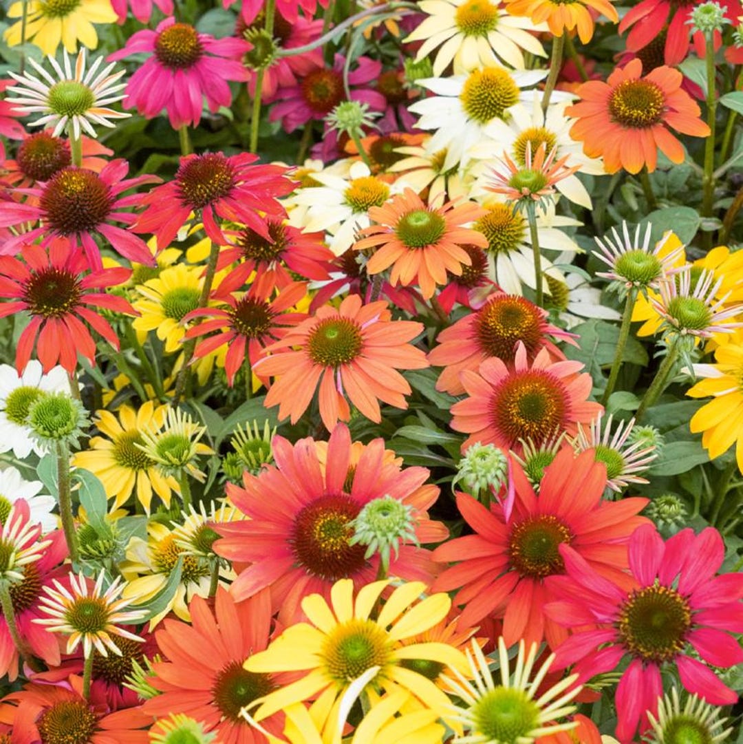 Echinacea Cheyenne Spirit Starter Plant - 4-8" Tall - 4" Pot - Vibrant ...