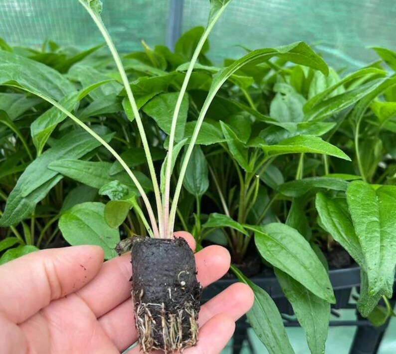 Echinacea Live Plant Plugs - Coneflower Starter Plants - Hardy ...