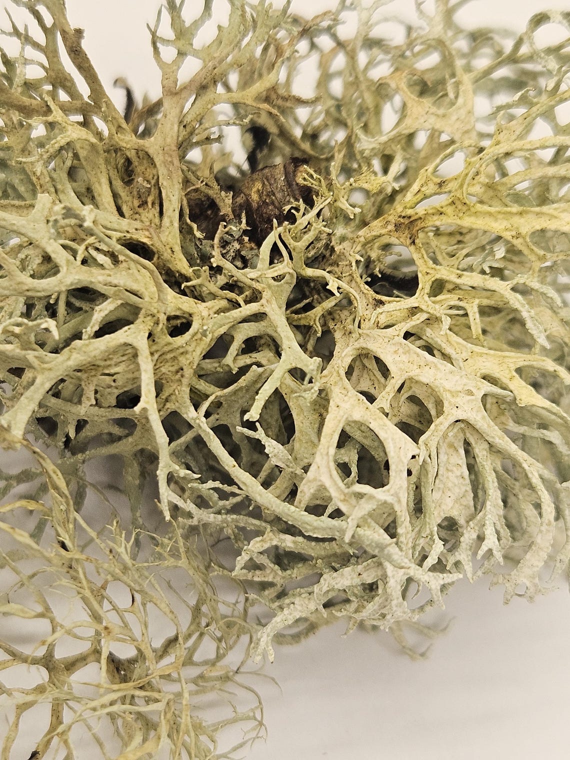 Handpicked Lichen & Moss Mix – Natural Craft Supply From Limousin ...