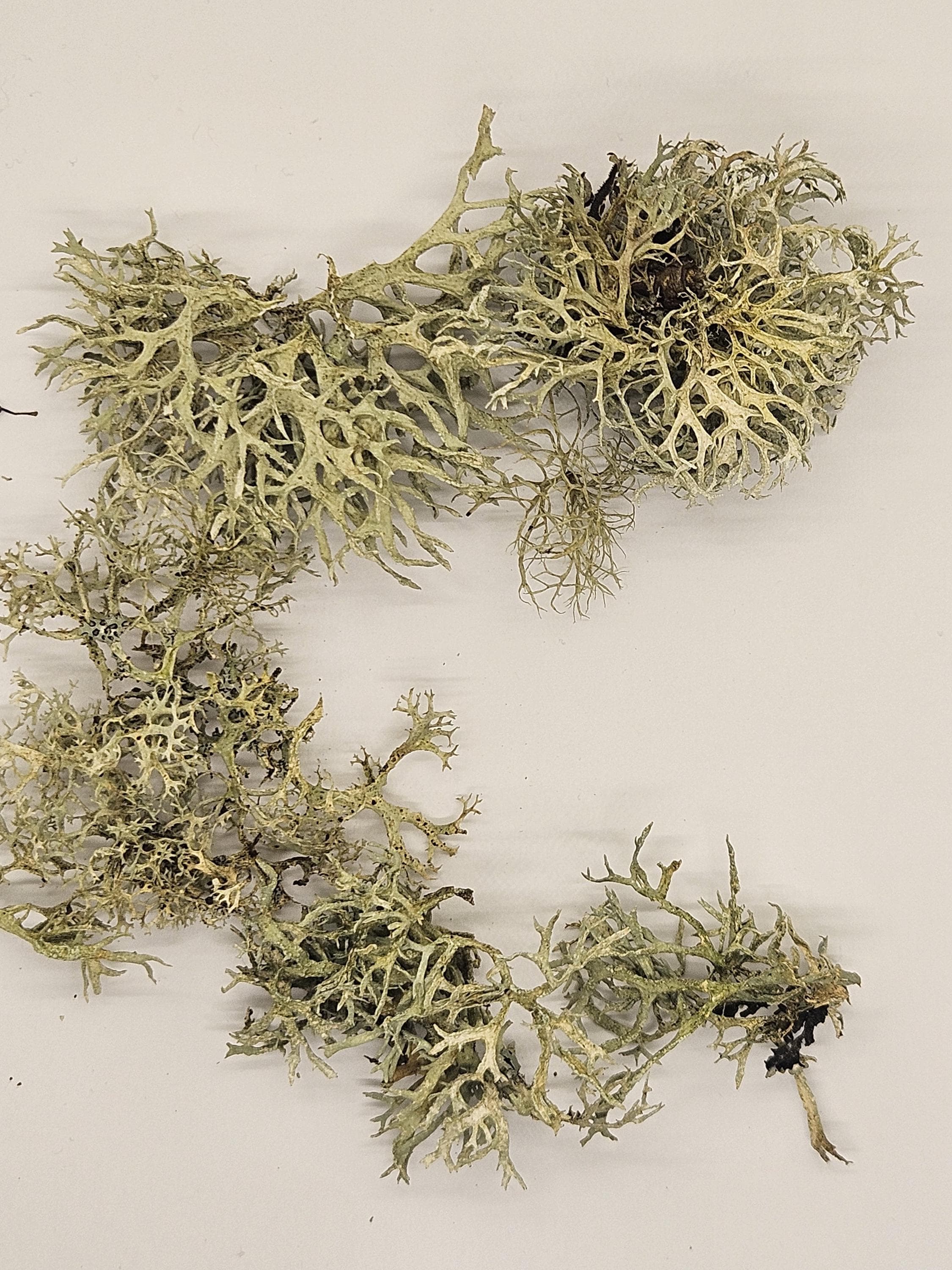 Handpicked Lichen & Moss Mix – Natural Craft Supply From Limousin ...