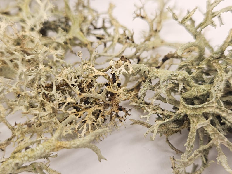 Handpicked Lichen & Moss Mix – Natural Craft Supply From Limousin ...