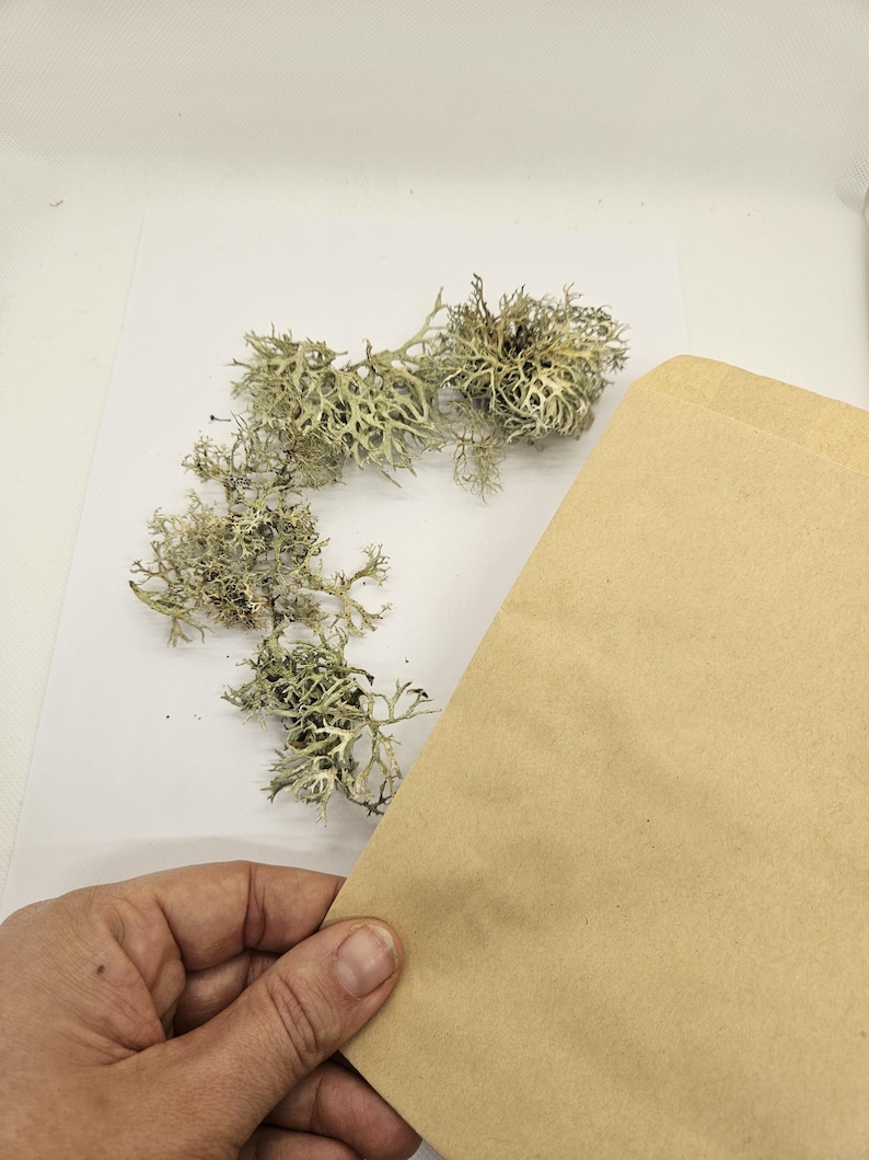 Handpicked Lichen & Moss Mix – Natural Craft Supply From Limousin ...