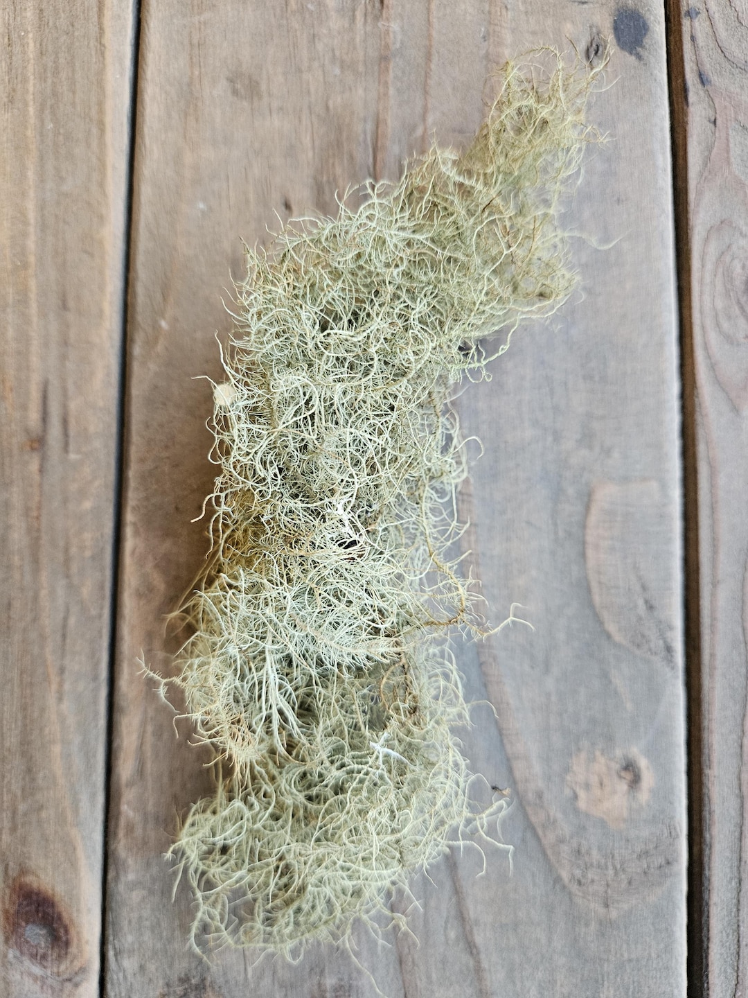 Usnea Beard Moss | Dried Lichen for Witchcraft, Altar Decor, Spellwork ...