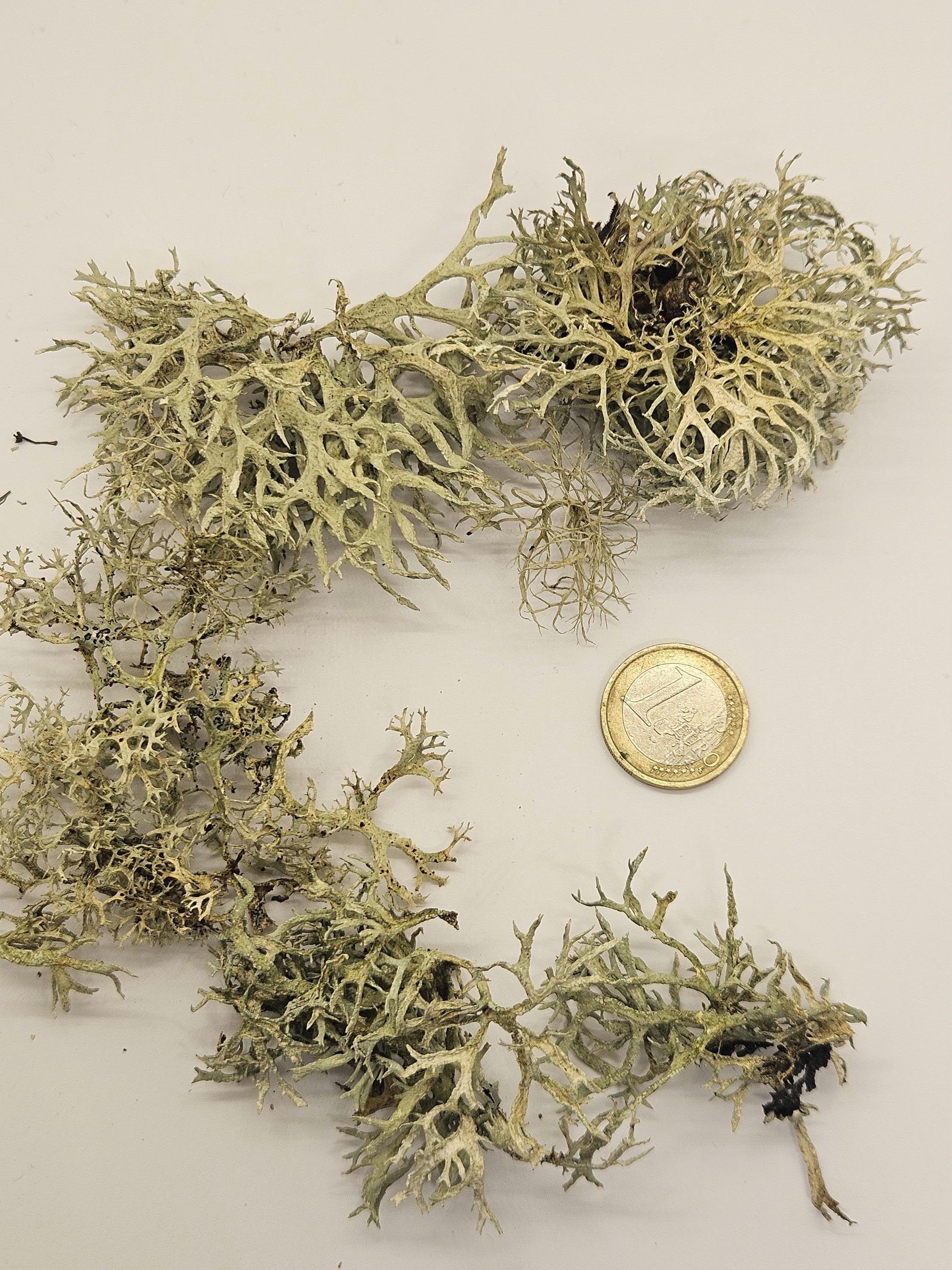 Handpicked Lichen & Moss Mix – Natural Craft Supply From Limousin ...