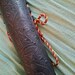 Black Leather Medieval Scroll Case With Dogs - Etsy