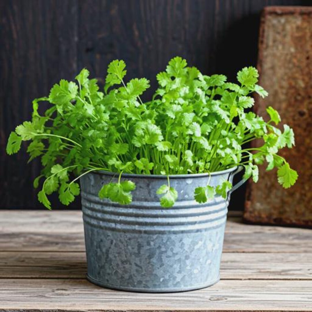 800 Cilantro Seeds | Heirloom Non-gmo | Coriander Seeds - Etsy
