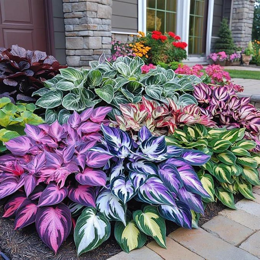 200+ Heart-shaped Hosta Seeds - Heart Shaped Leaves, Perennial Shade ...