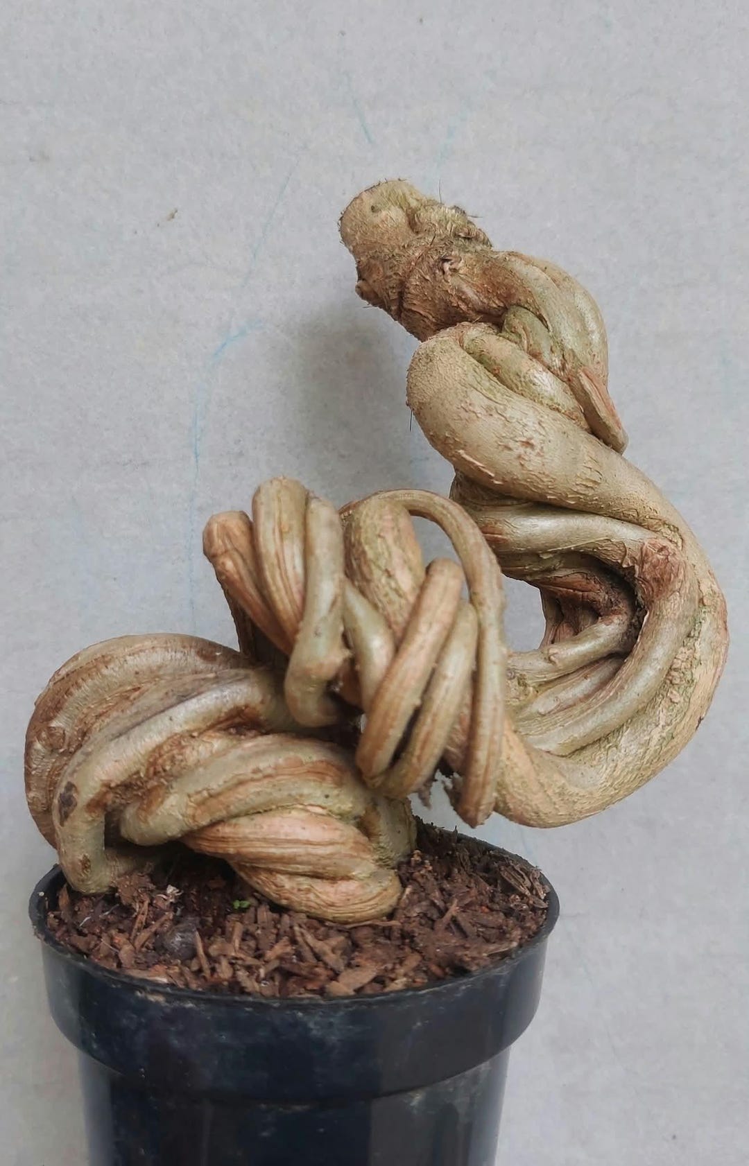 Premna Bonsai Tree - Split Trunk Mame Style - Etsy Canada