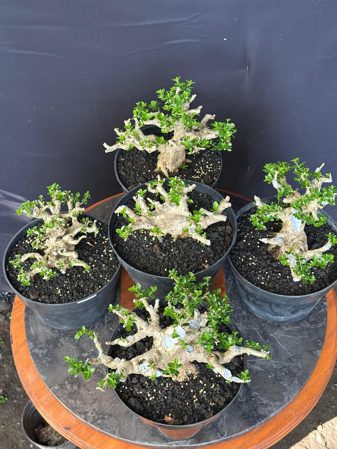 Wholesale 5 Premna Bonsai Real Picture - Premna Microphylla Tree Mame ...