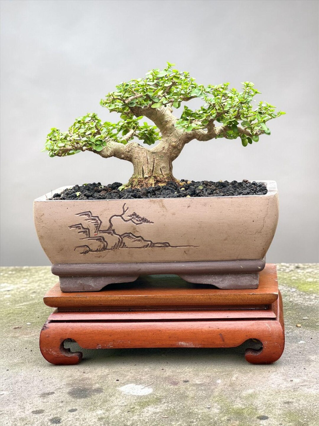 Real Picture Bonsai Premna Microphylla Shohin Size - Etsy