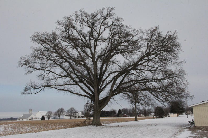 2 Live Swamp White Oak, Quercus Bicolor Seedlings - Etsy
