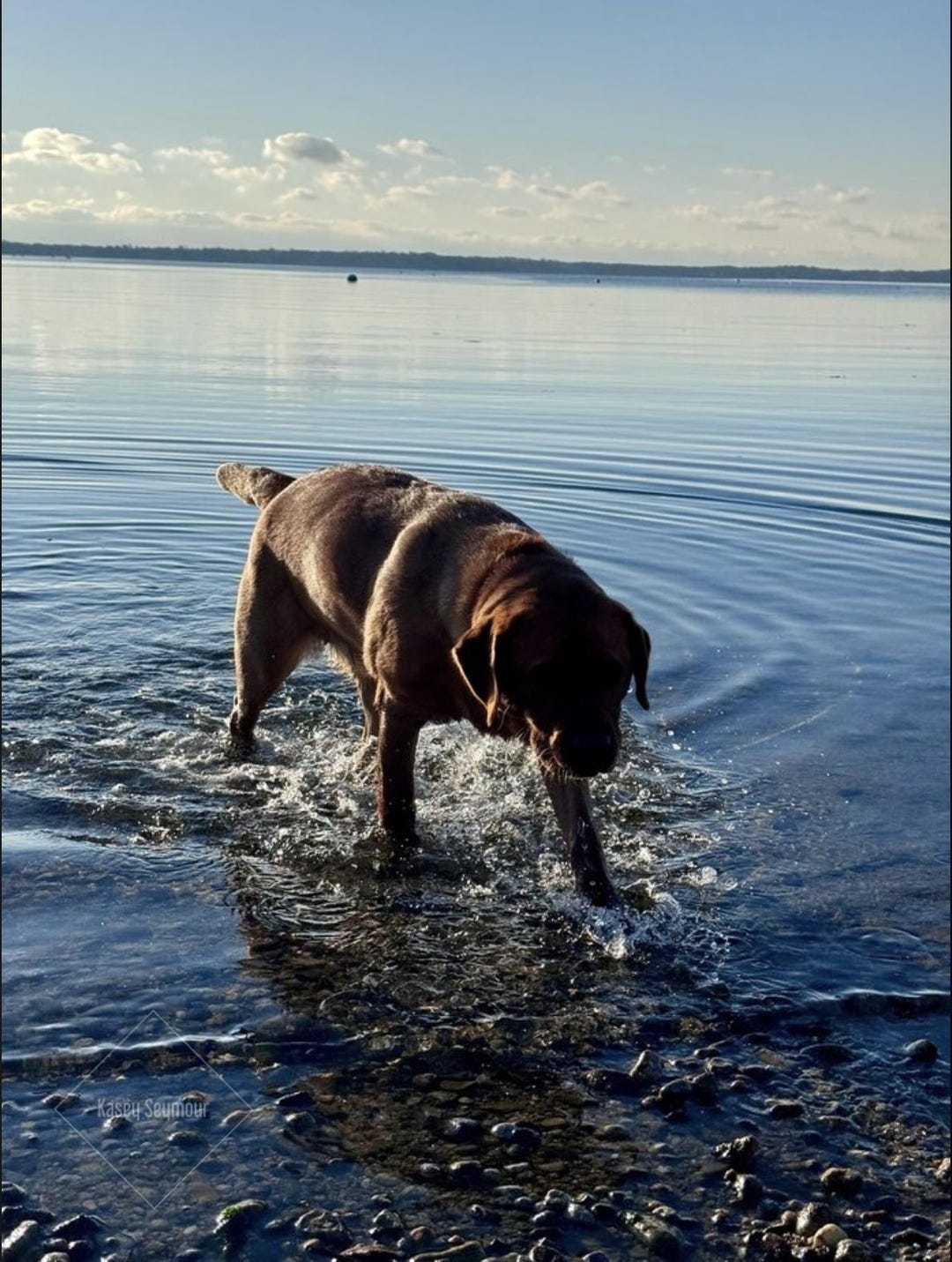 Dog in Water Photograph: Ripple Effect Art Print - Etsy