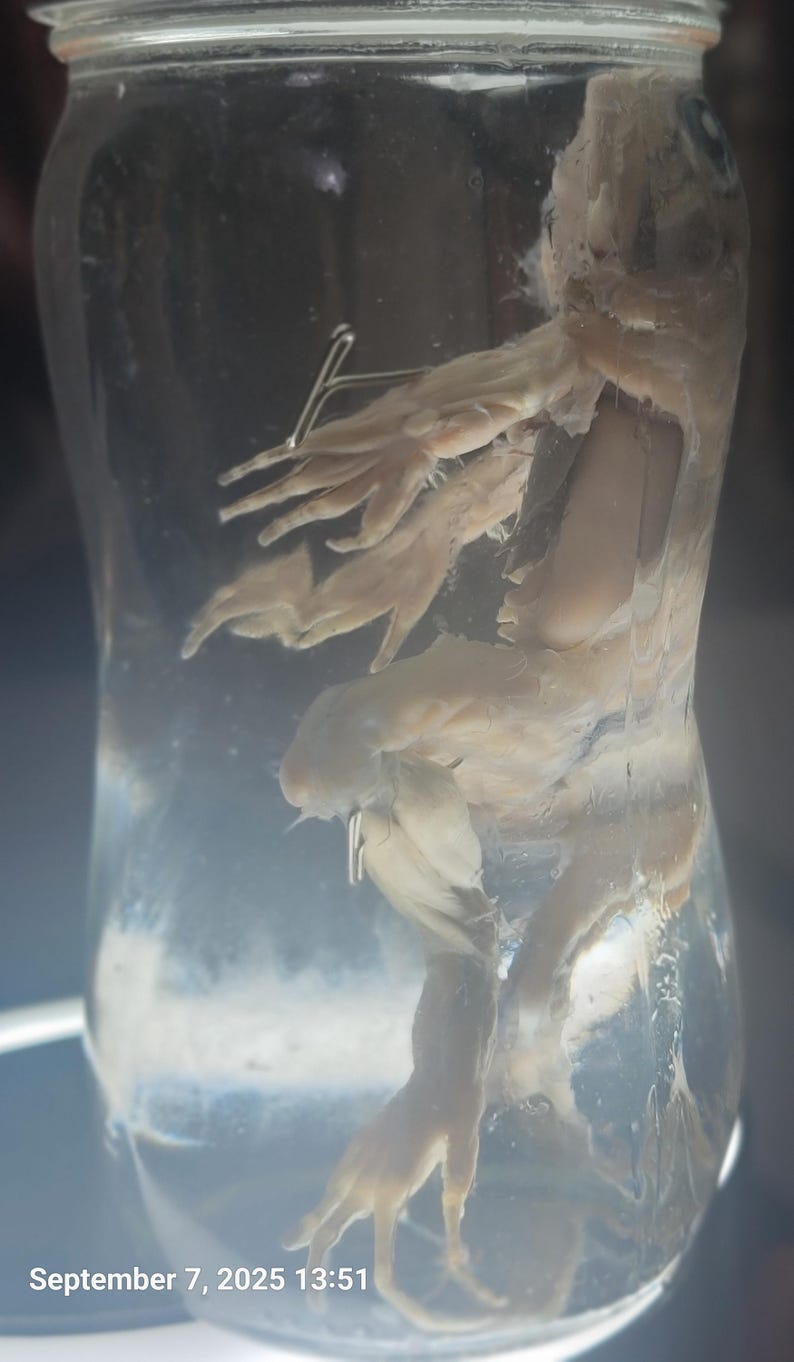 Dissected Frog in Jar - Etsy