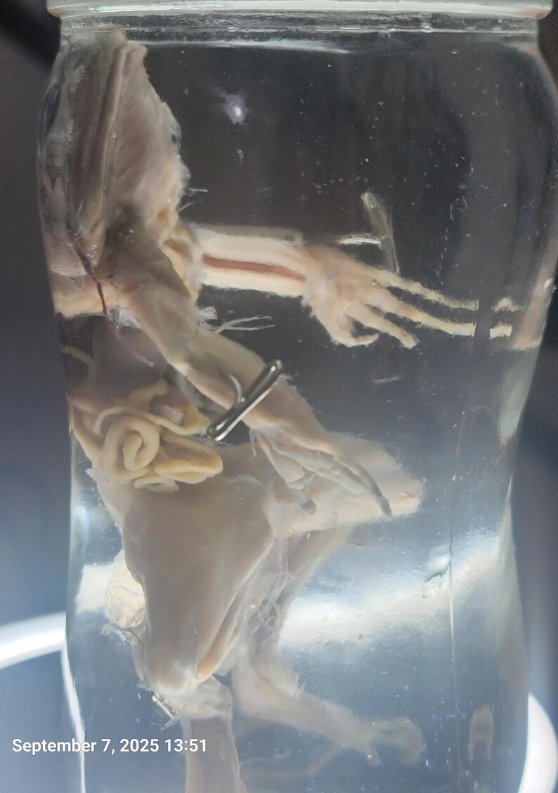 Dissected Frog in Jar - Etsy